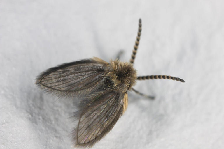 How to keep drain flies from taking over your kitchen