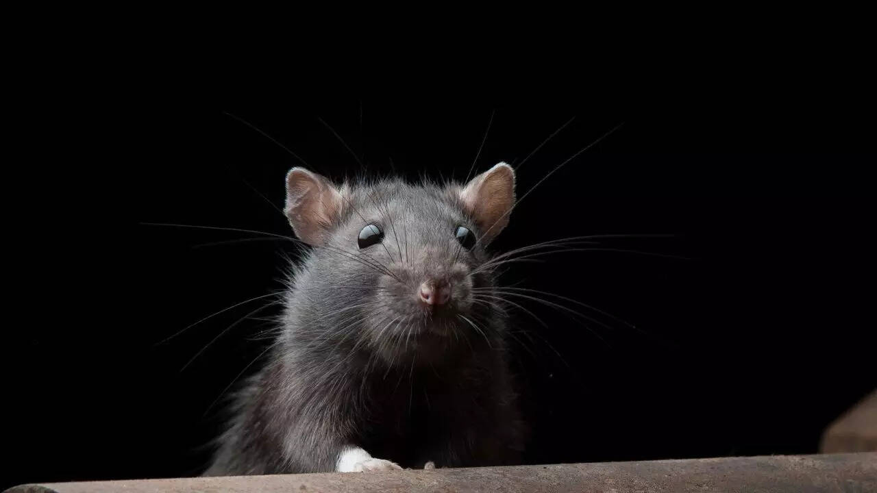 Bitten by a rat? Here is what says you should do in case of a rat bite