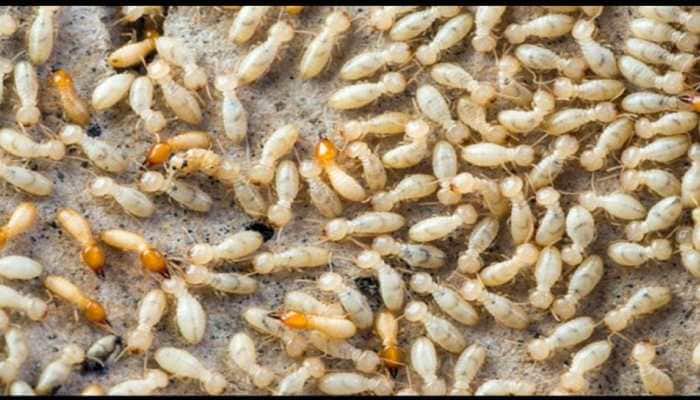 Why Termites Always Find Their Way Back? Here’s How You Can Get Rid Of ...