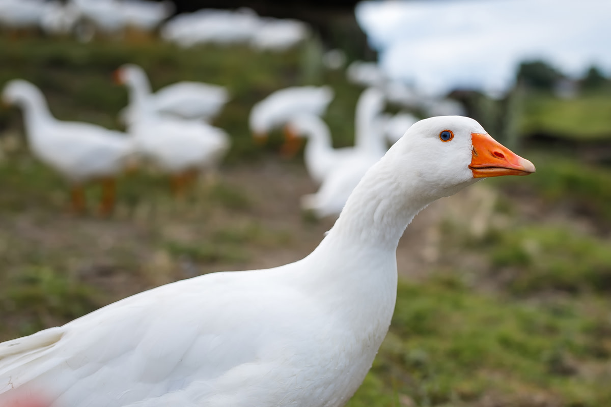 Goose Refuses to Leave Sicilian Shop Without a Bite of Pastry and ...