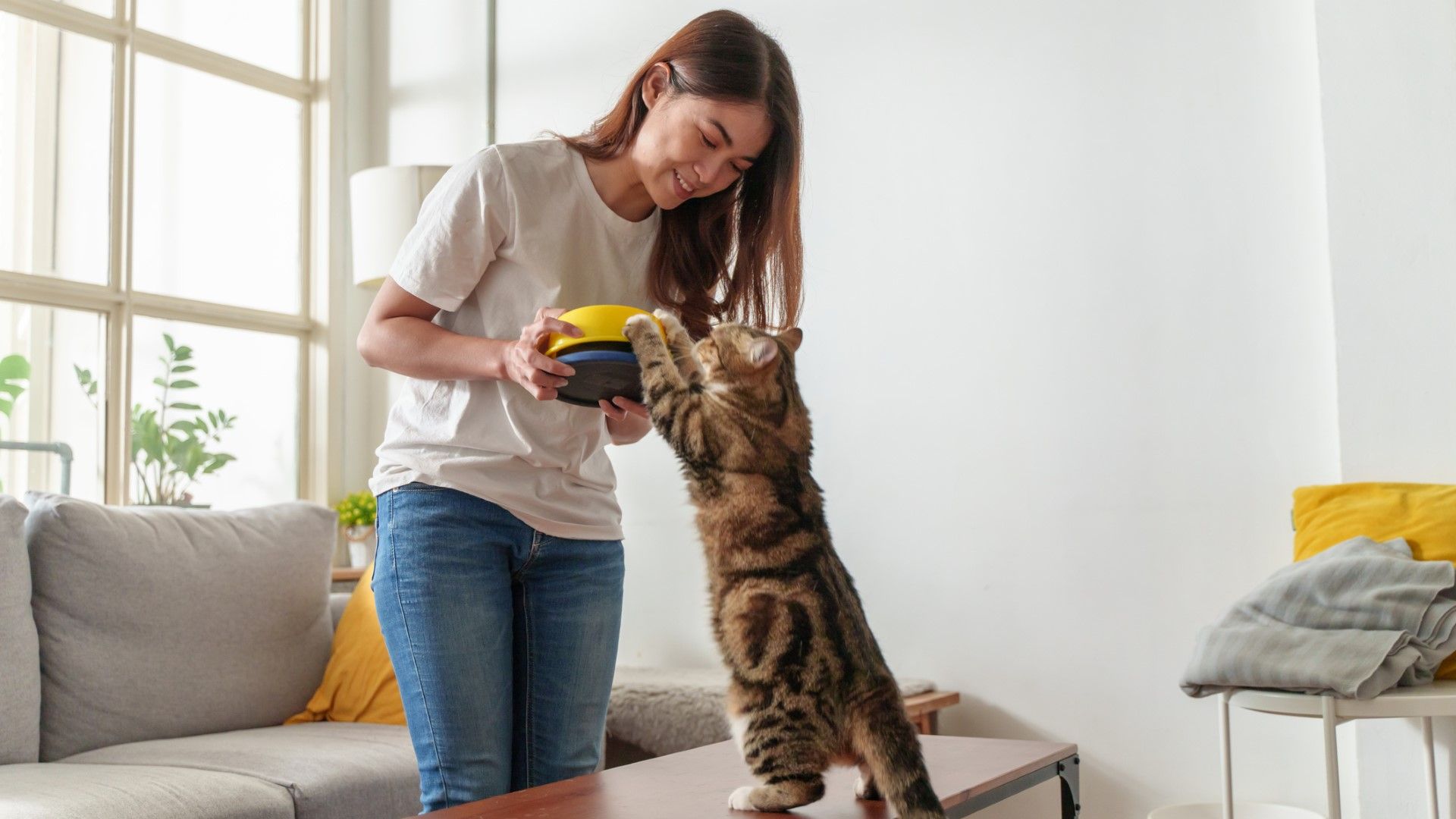 Tips for taking care of a large-breed cat
