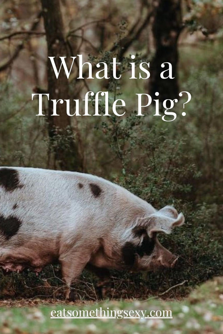 The Truffle Hog: What is a truffle pig?