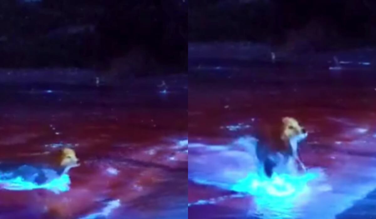 ¡Un perrito que brilla en azul!: lomito se vuelve viral tras bañarse en ...