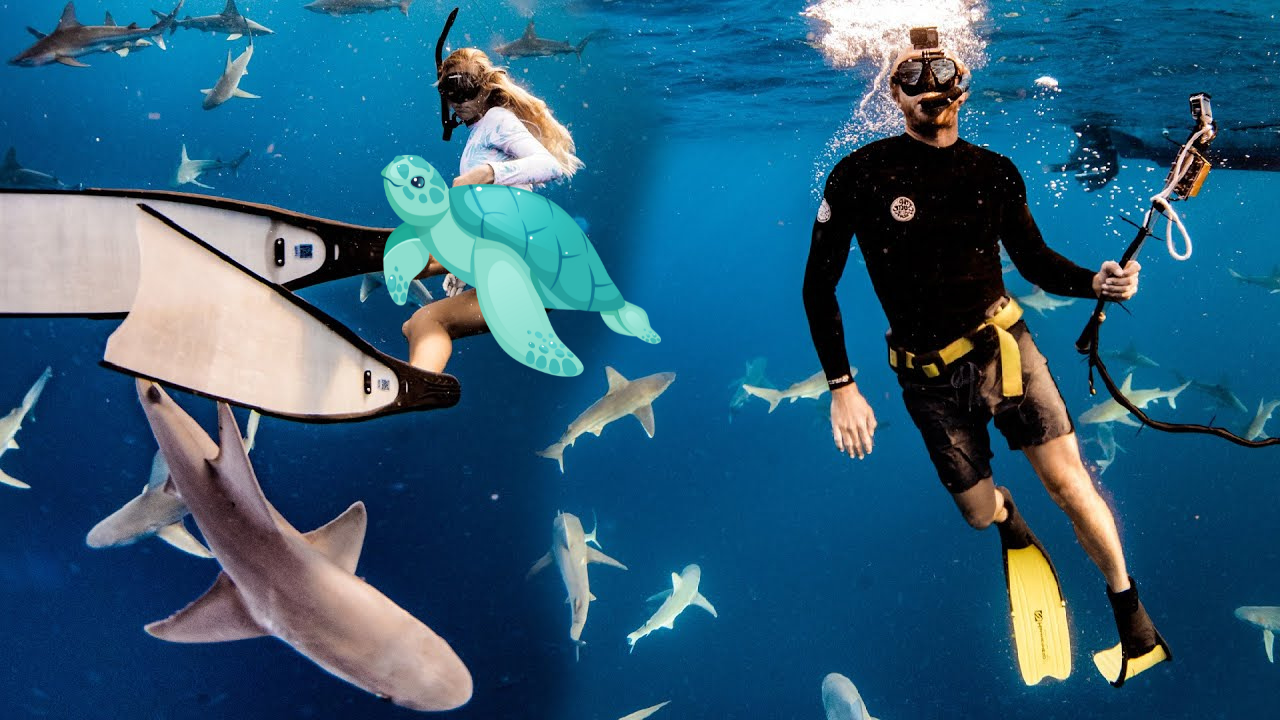 Swimming in the Open Ocean With Hundreds of Sharks
