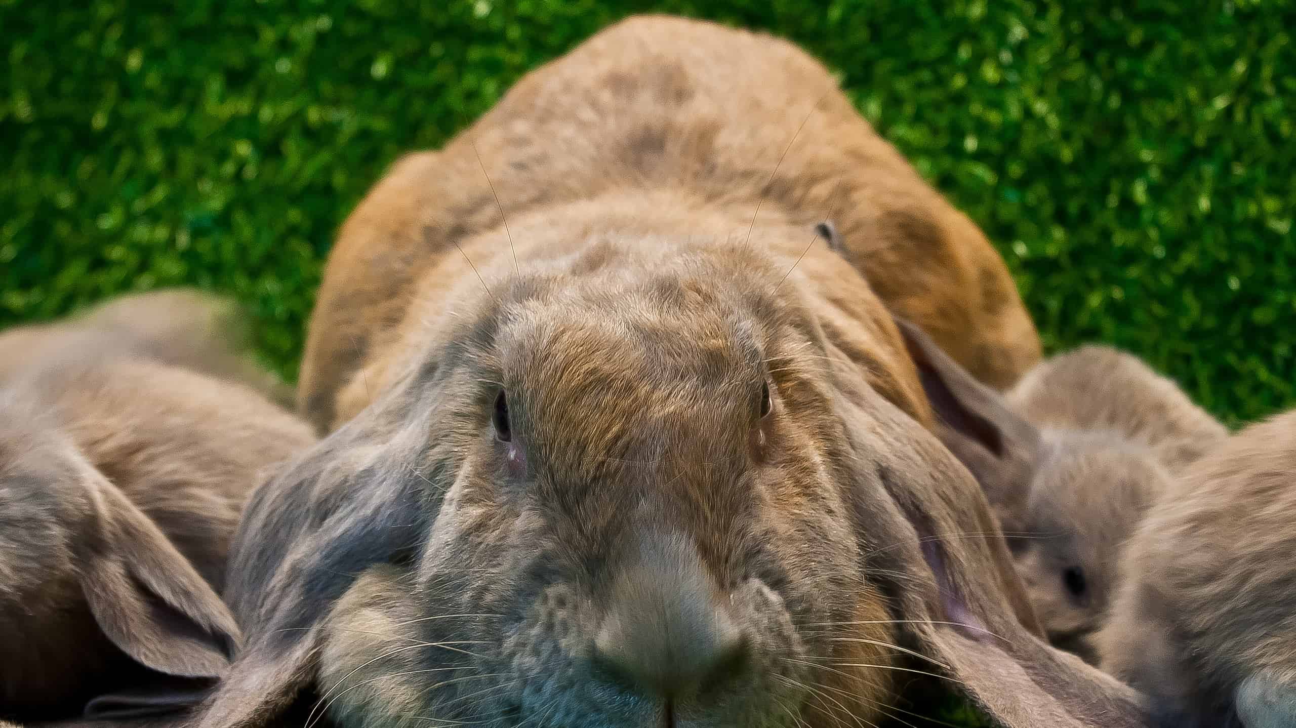 How Big Can the World’s Largest Rabbits Get?