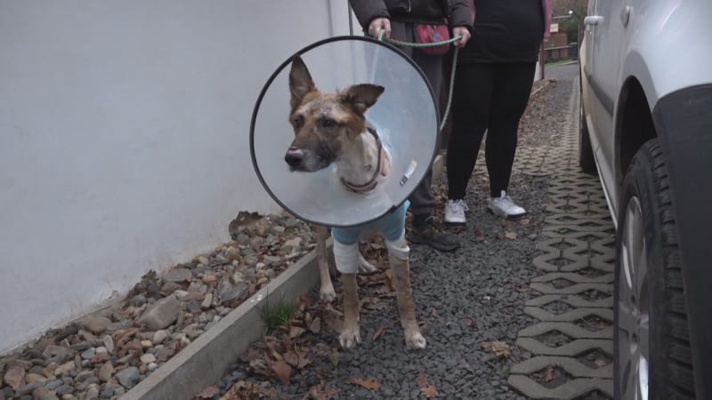 Týraný pes Hero: Někdo na něj lil Savo, odhadují veterináři. Poleptanou ...