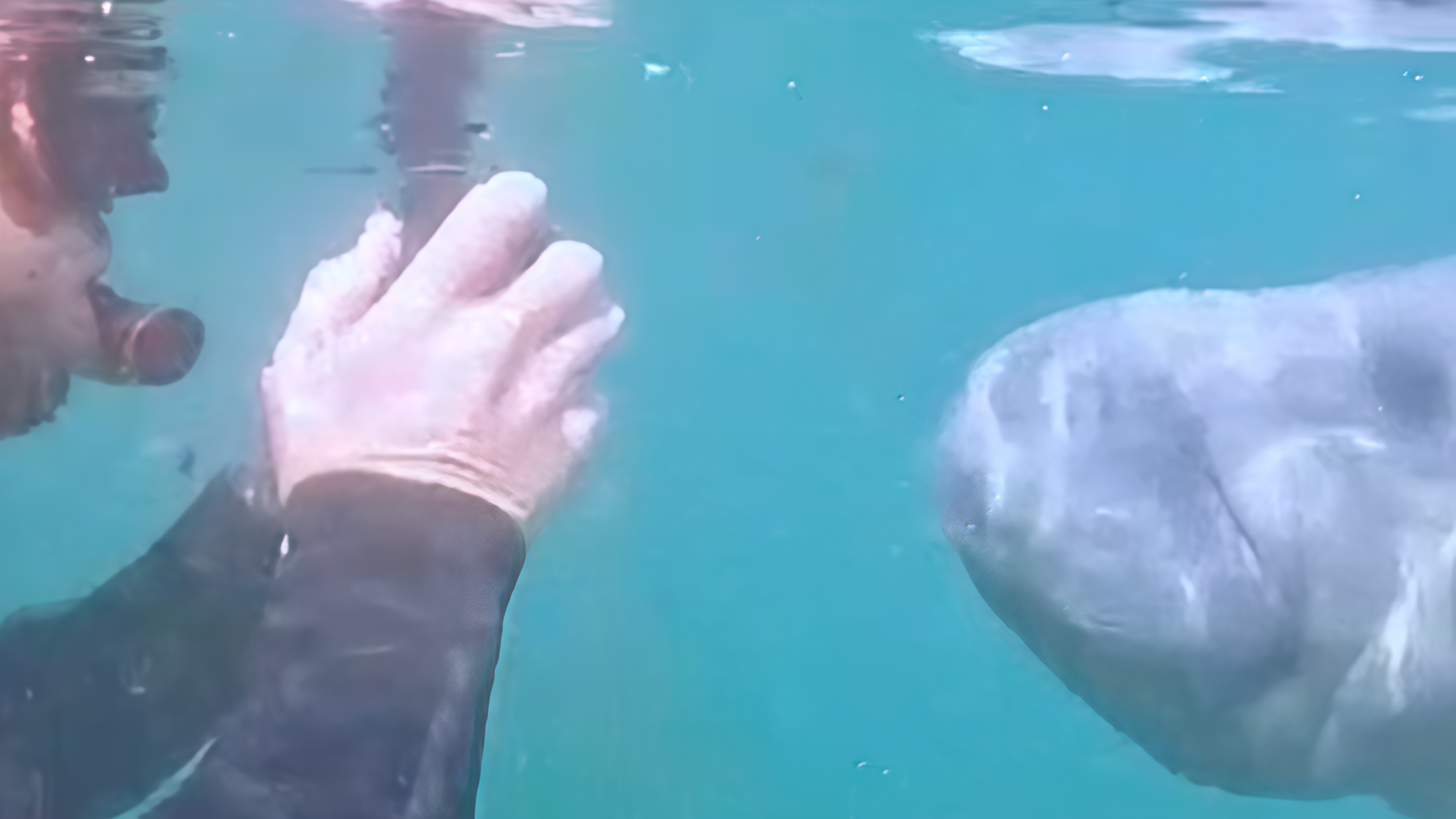 Florida’s manatee migration breaks records