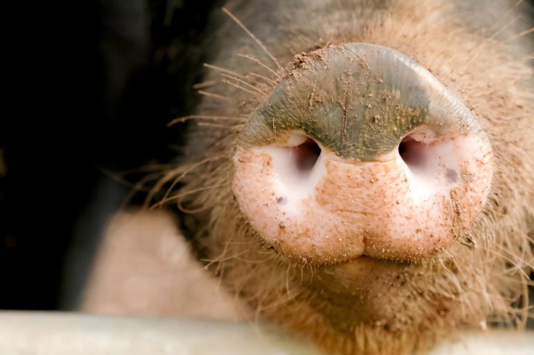 The Truffle Hog: What is a truffle pig?