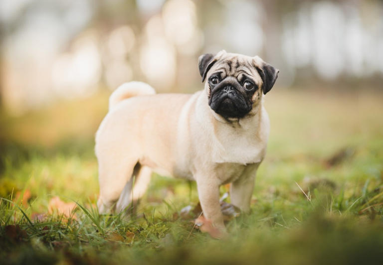7 Small Quiet Dog Breeds That Don't Bark a Lot, Say Experts