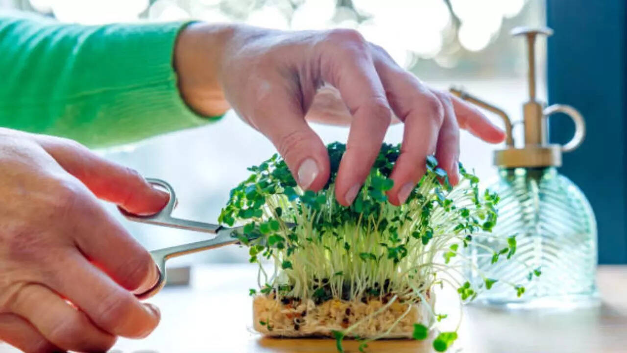 Hair growth to bone health: 5 benefits of adding garden cress seeds to ...