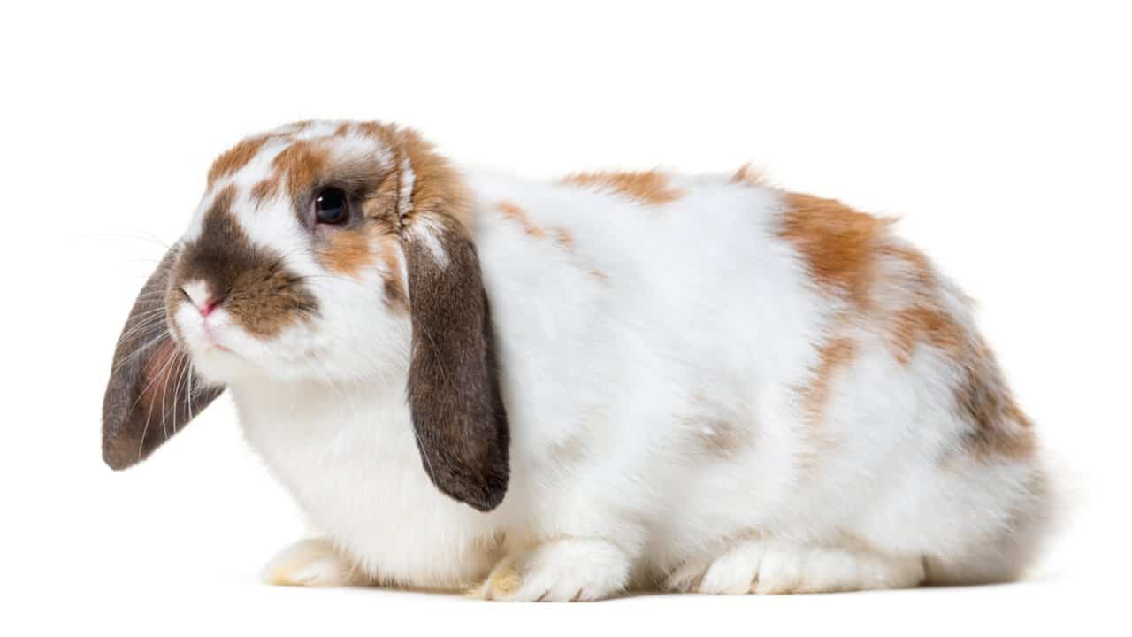 How Big Can the World’s Largest Rabbits Get?
