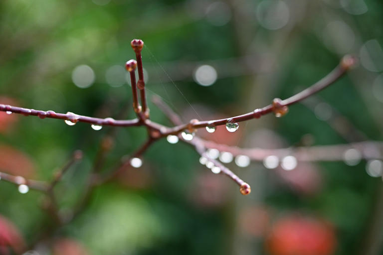 Nikon Z DX 16-50mm f/2.8 VR review: The Z DX system comes of age with this premium standard zoom