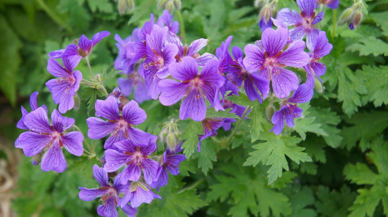 The Purple Perennial To Grow To Keep Deer And Rabbits Out Of Your Garden