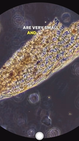 Exploring a Venus Flytrap Up Close Under the Microscope