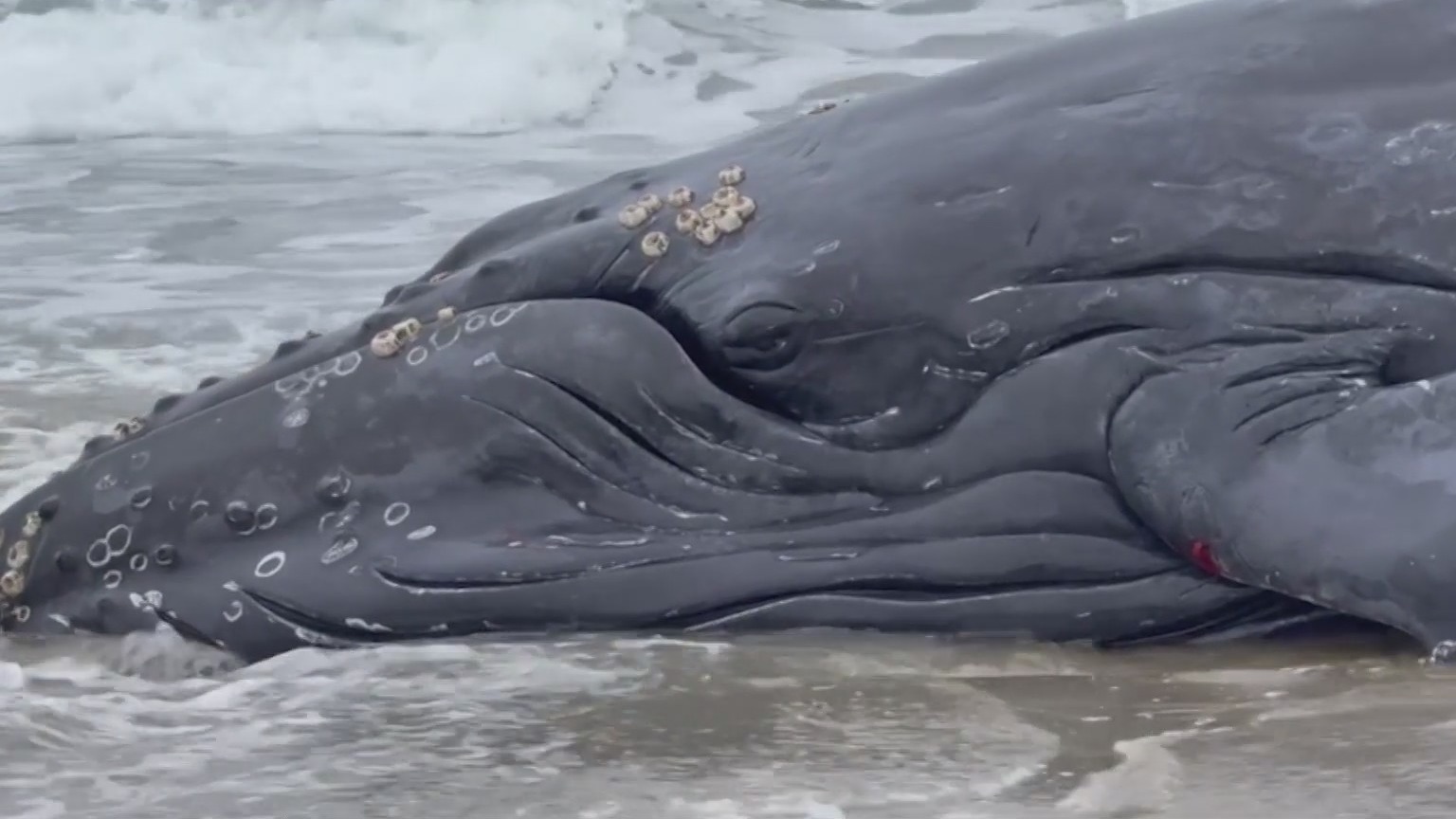 Rescue effort underway to save beached whale in Yachats