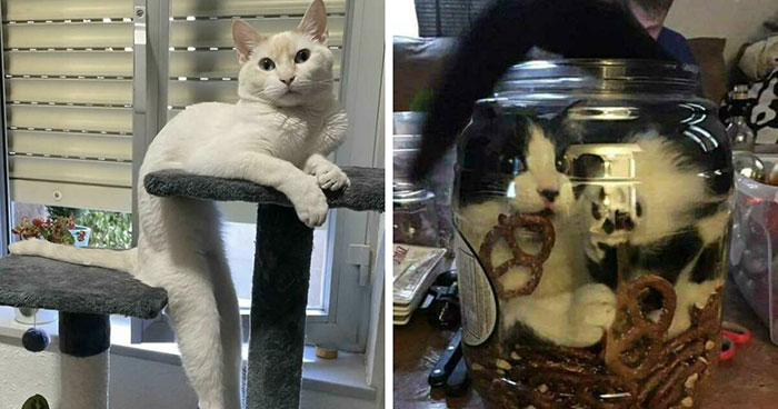 45 Times Cats Defied Gravity And Logic, Flowing Like Liquid Into Every ...