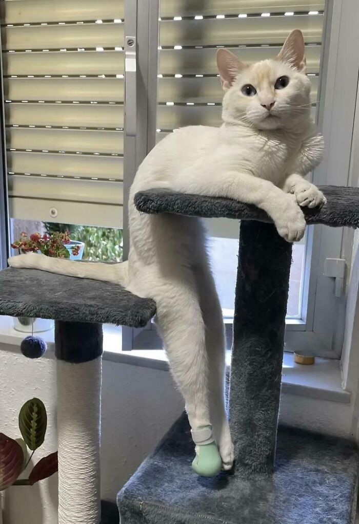 45 Times Cats Defied Gravity And Logic, Flowing Like Liquid Into Every ...
