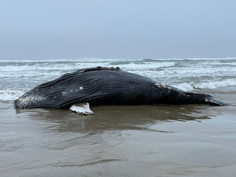 Live whale found beached near Yachats; Rescue efforts paused for night ...