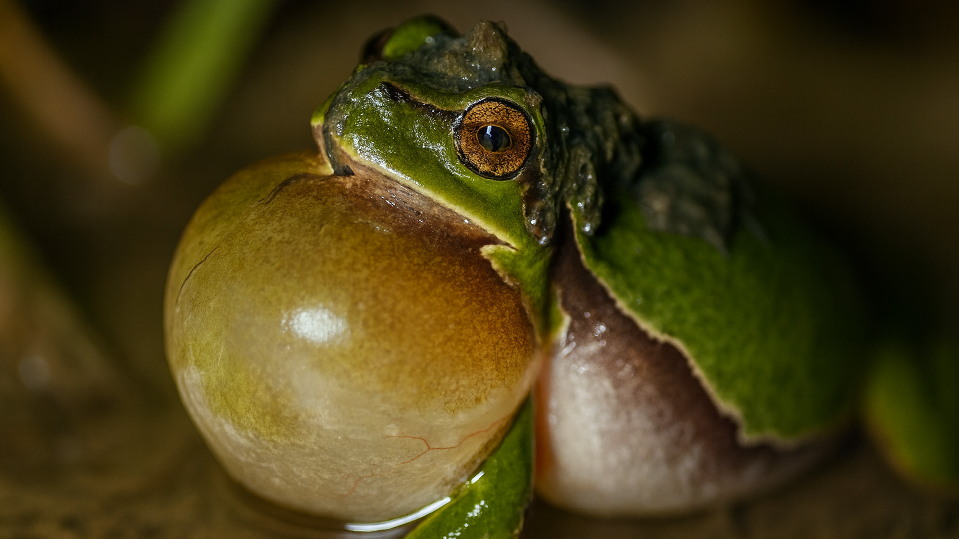 Who's Making That Loud Noise in the Pond?