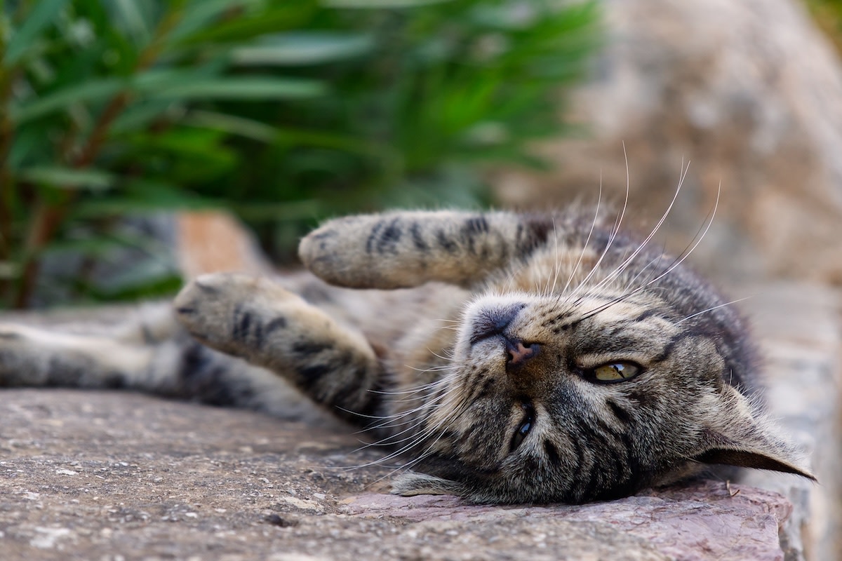 Kind Man 'Makes Stray Cat's Year' With a Little Catnip Toy