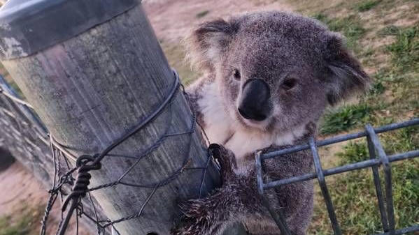 Koala mapping near Mudgee discovers strong population and ideal habitat