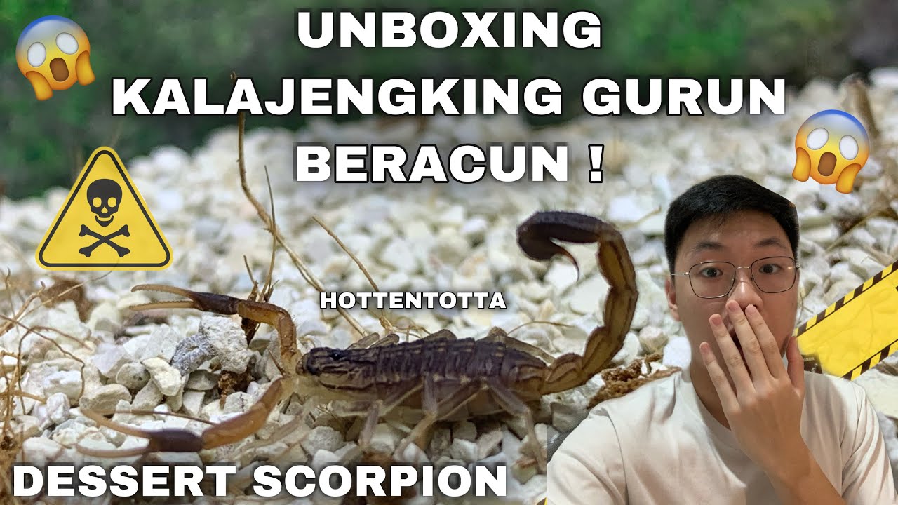 Kalajengking Gurun Super Keren – Hanya Rp20.000! Jangan Sampai Ketinggalan!