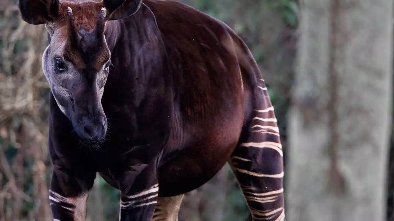 Why species with animal names that start with O are crucial for our planet
