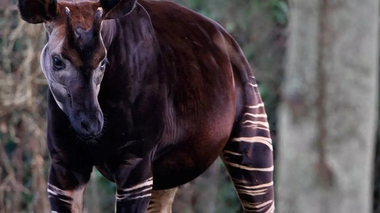 Why species with animal names that start with O are crucial for our planet