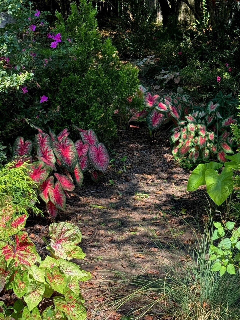 Gardening can boost your mental health