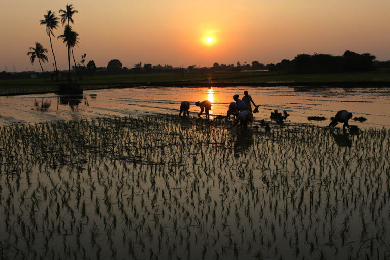 Rising floods threaten global rice yields, India at high risk