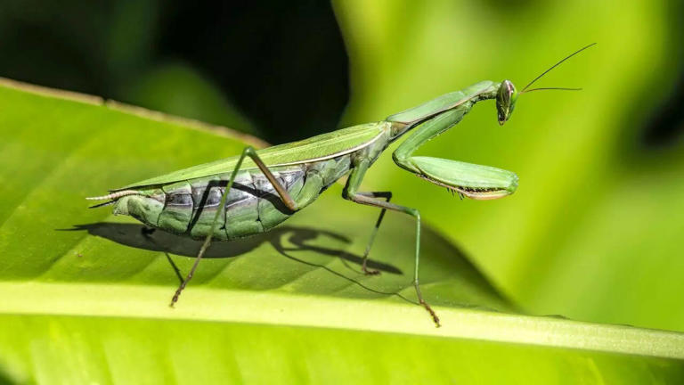 Spider-eating praying mantis: Nature’s stealthy predator with deadly ...