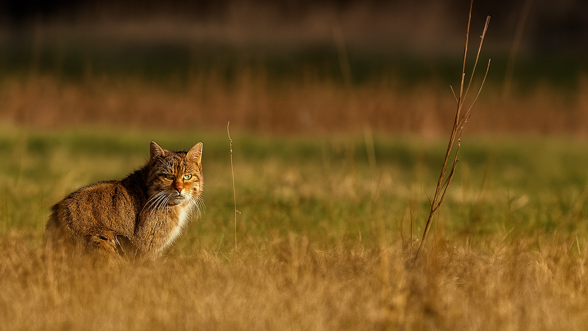 Can You Film a European Wildcat in the Wild?