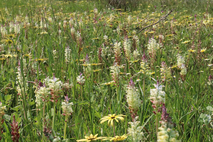 A Stunning Botanical Hotspot: Waylands Wildflower Reserve in Darling ...