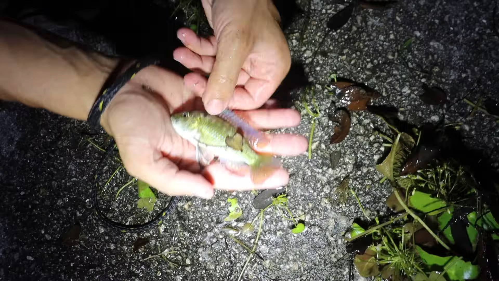 I found a mud hole filled with rare fish!