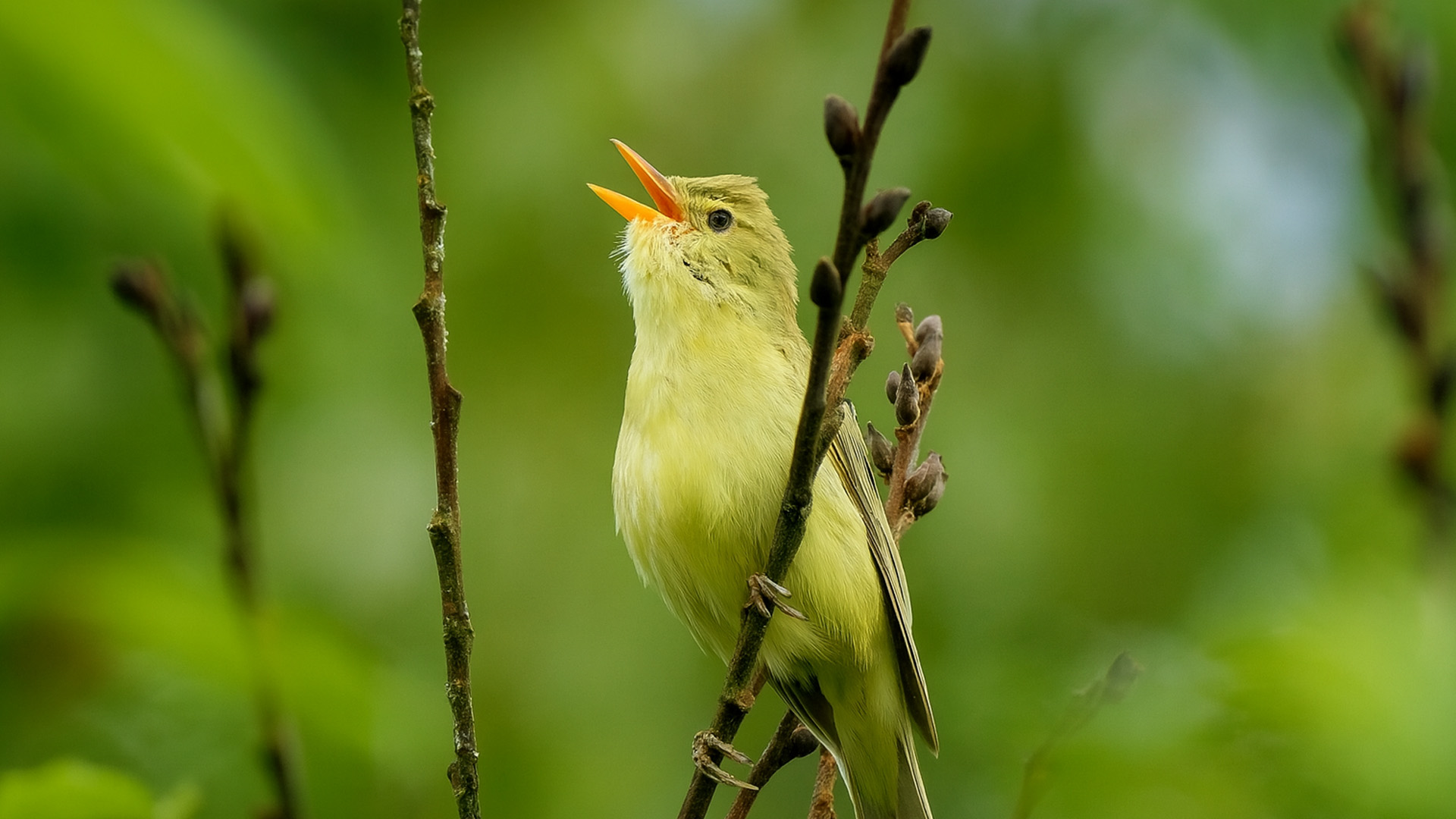 Een ingewikkelde melodie van een klein geel vogeltje