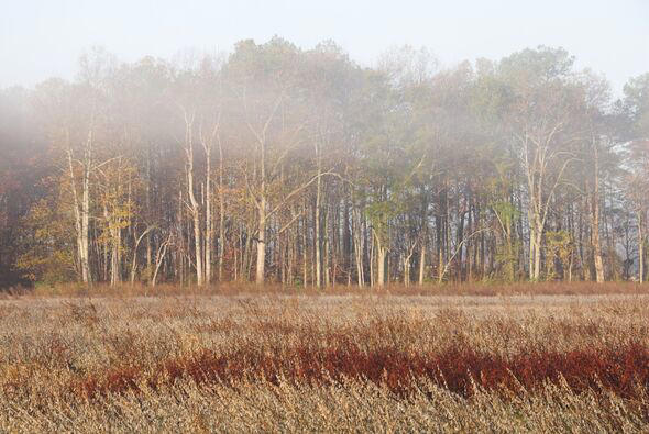 Urgent fire statement issued for Virginia as people told to stay off ...