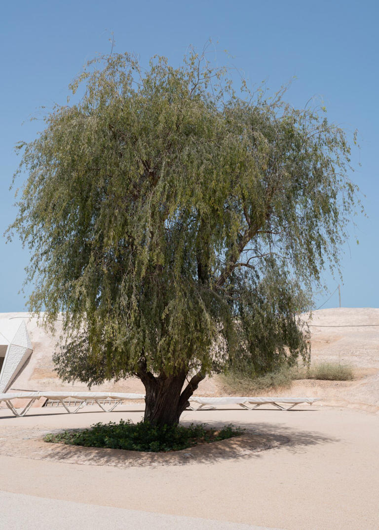Zayed National Museum’s garden traces the UAE’s roots through the ghaf tree
