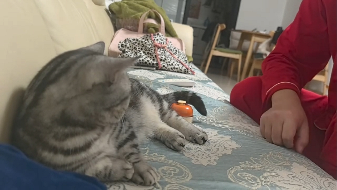 British Shorthair cat plays bell with owner in Shandong, China