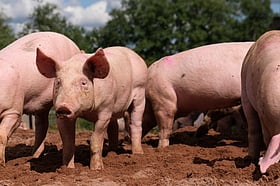 Inter-district movement of live pigs banned in Assam amid African Swine ...