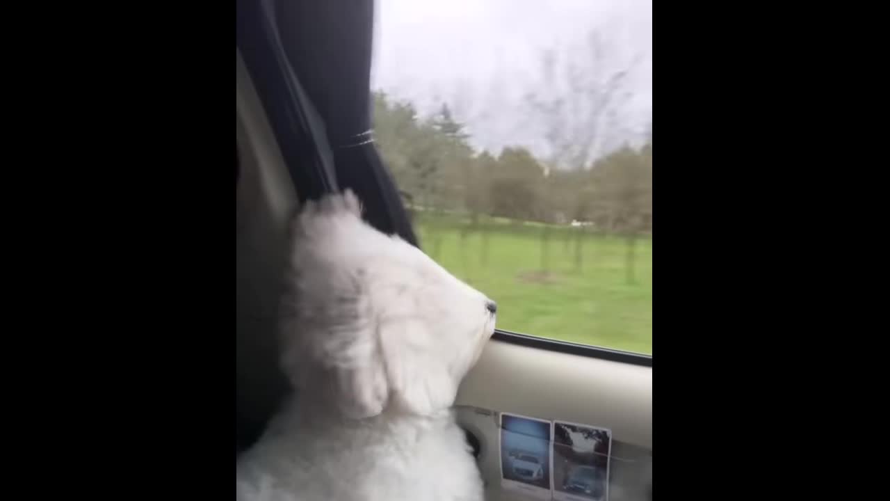 Fluffy dog’s fur hilariously blows wild in the wind during car ride in ...