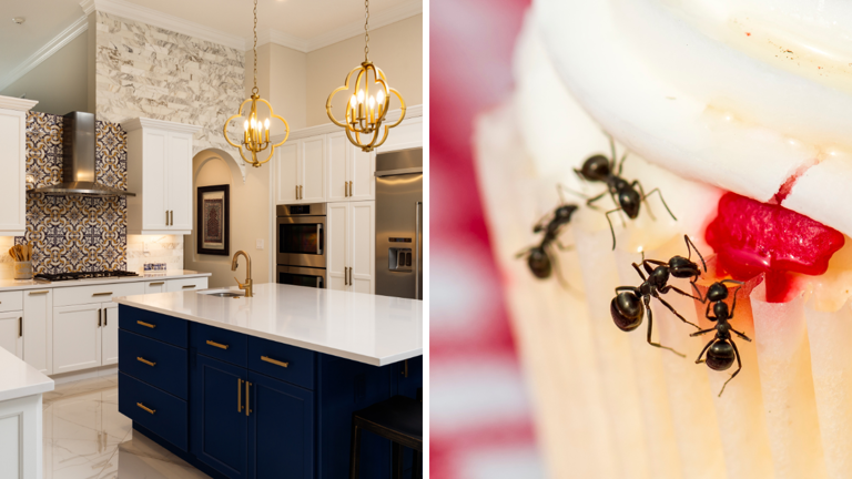 How To Keep Ants Out Of Your Groceries: Simple Home Tricks That ...