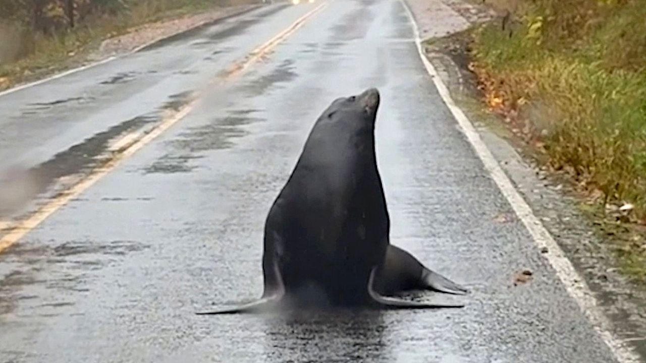 Tierische Blockade: Seelöwe macht auf Straße Mittagspause