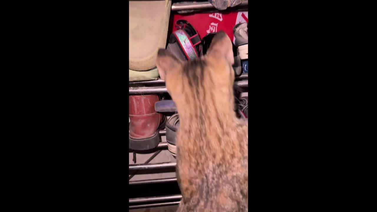 Cat chases and captures a mouse in Guangxi, China