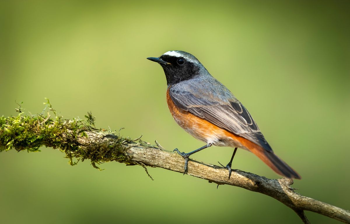 Trois oiseaux discrets mais fascinants à observer en ville