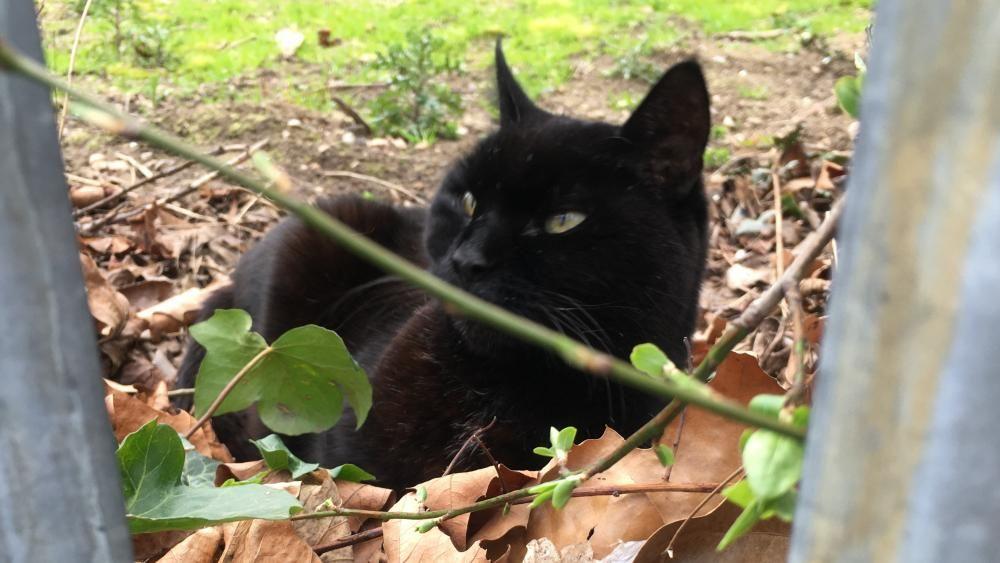 Street sign installed in memory of 'well-loved' cat