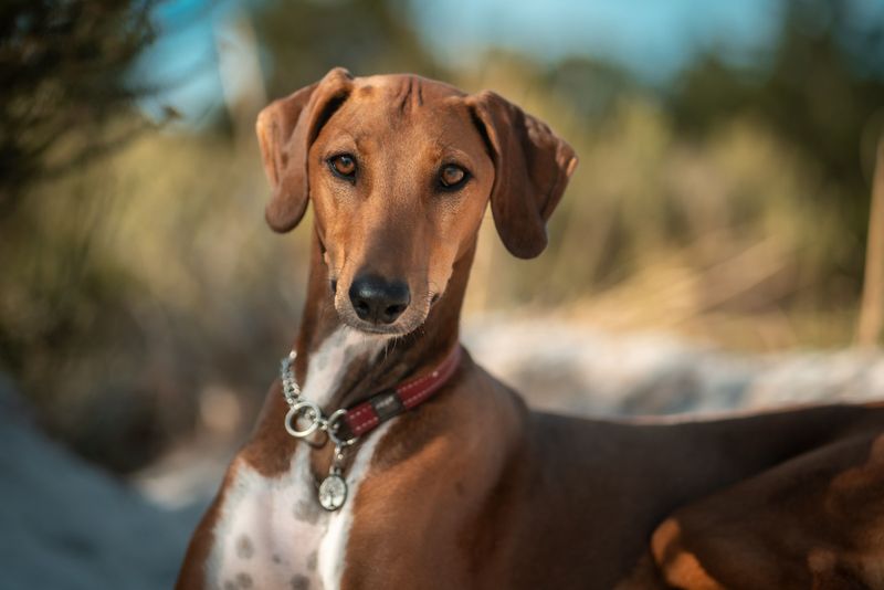 A Fox Dog? These 13 Dog Breeds Are So Rare, You Might Think We Made Them Up