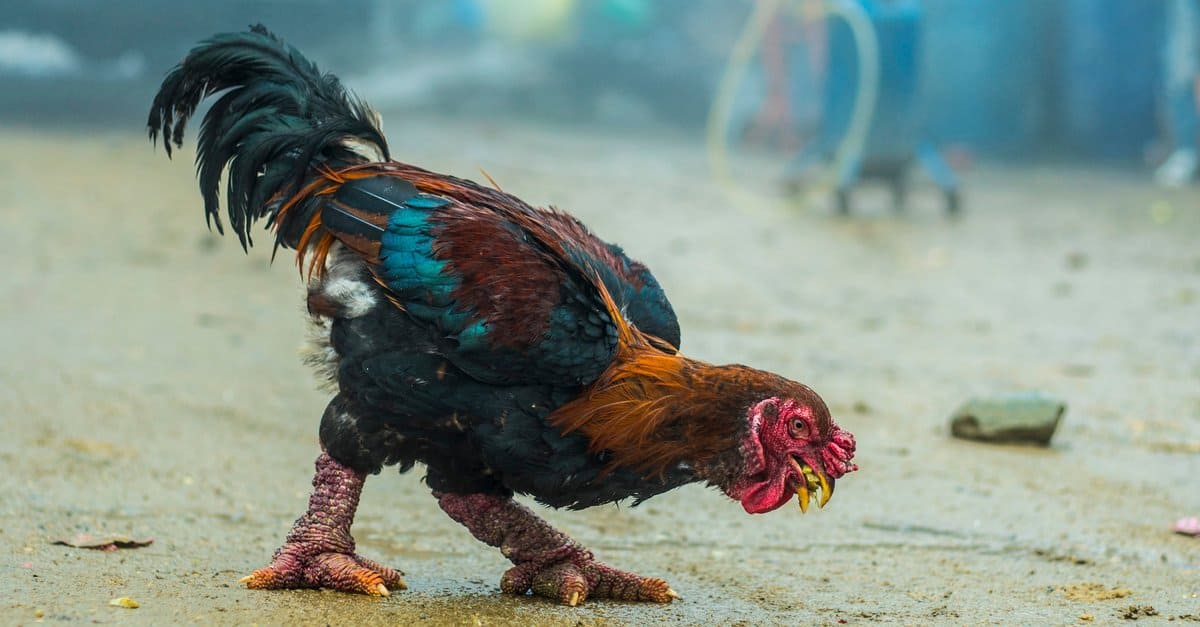 Meet the Largest Chickens on Earth