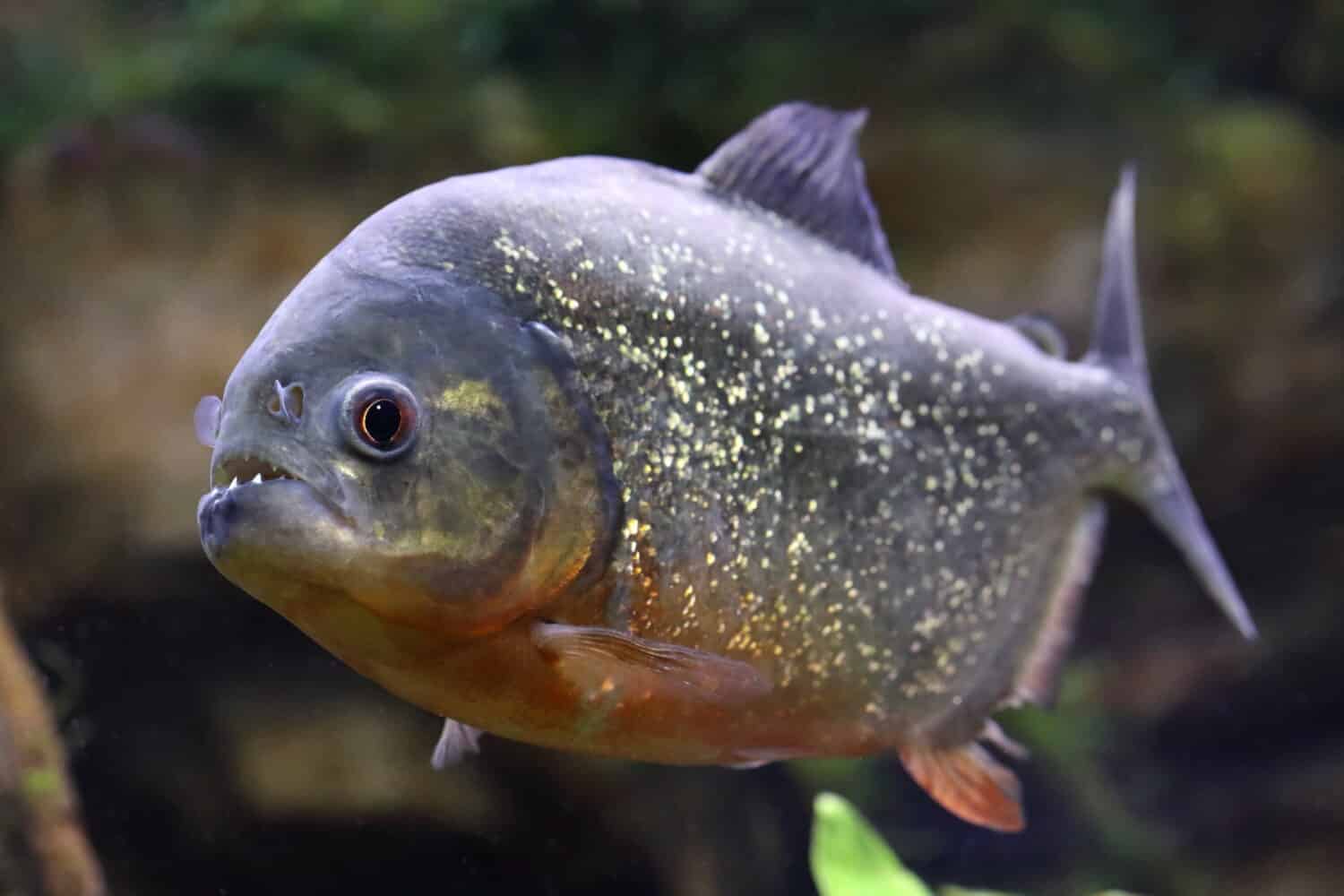 Can Piranhas Actually Eat Humans? 5 Facts and 3 Myths