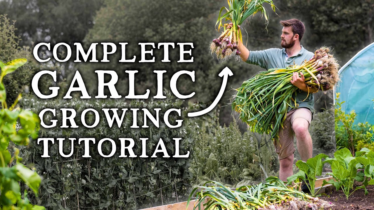 Super simple steps for giant garlic production!