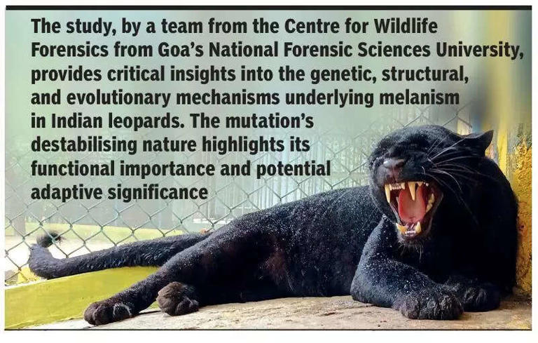 Scientists from Goa trace genetic link of black panther’s melanism to ...